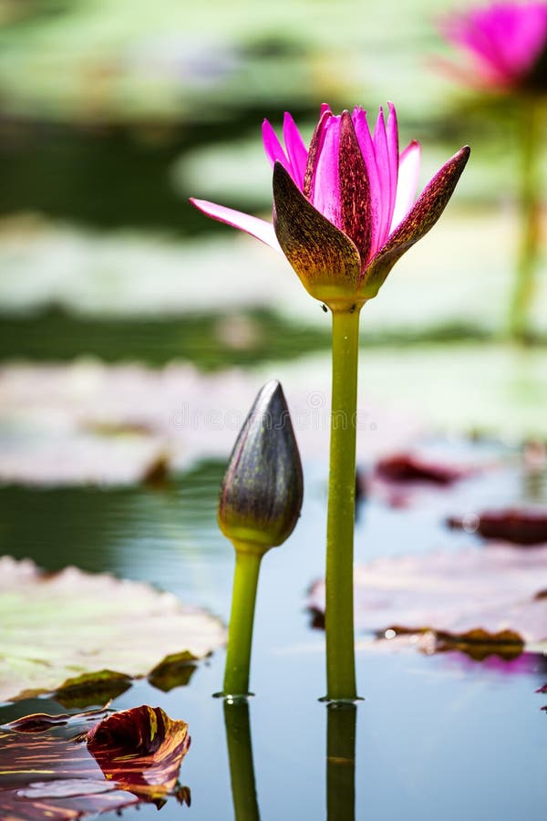 Pink Lotus stock image. Image of lotus, water, freshness - 33000671