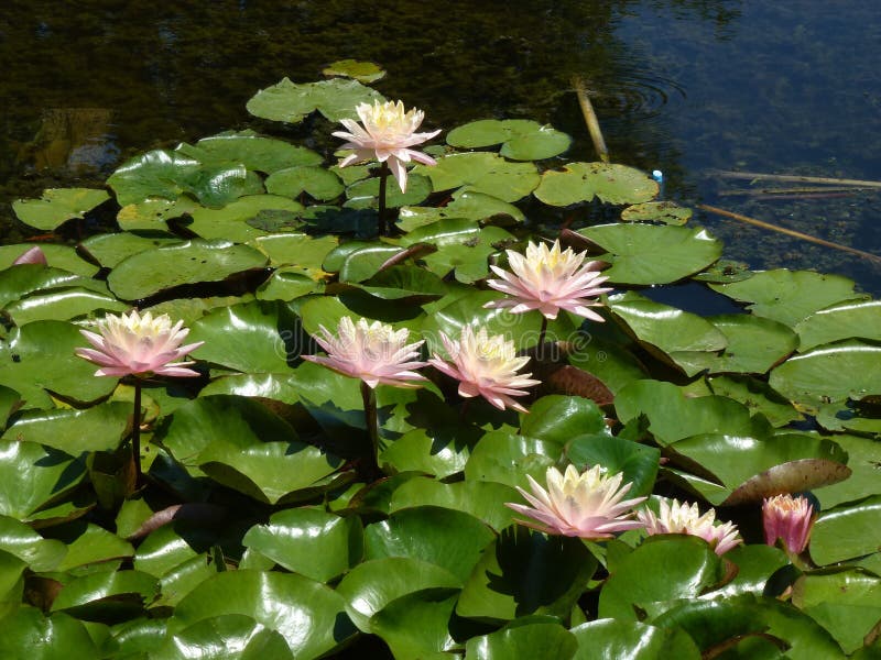 Pink Lotuses stock photo. Image of surface, flora, color - 154039372