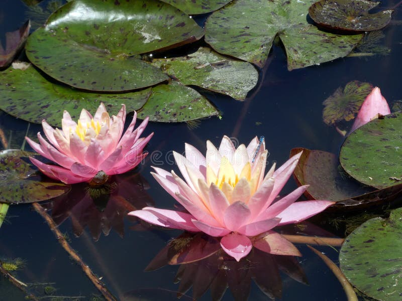 Pink Lotuses stock image. Image of petal, nature, lotus - 221332435