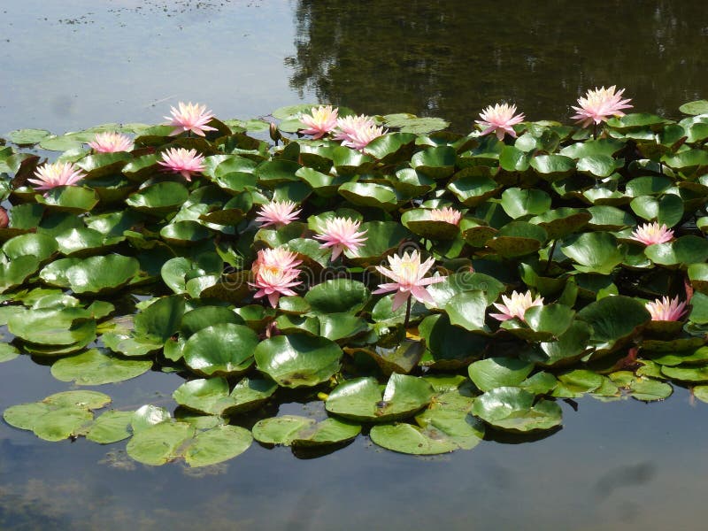 Pink Lotuses stock image. Image of plant, pink, leaf - 154039117