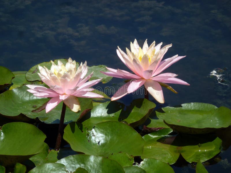 Pink Lotuses stock photo. Image of color, lotus, bloom - 154039542