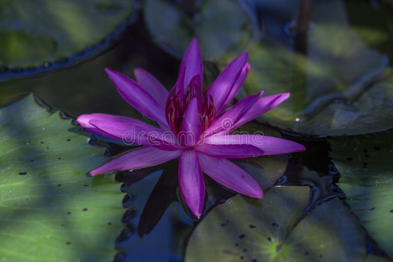 Pink lotuses in a pond stock image. Image of leaf, gardens - 170800665