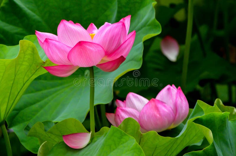 Pink lotuses stock photo. Image of manpukuji, lotuses - 73463738