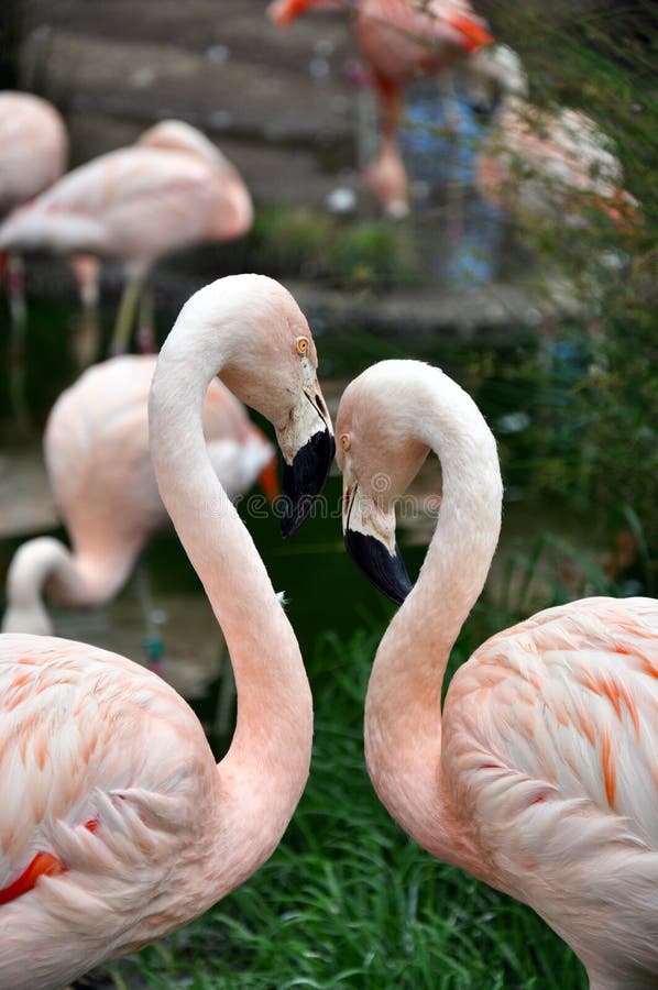 Flamingo love talk stock photo. Image of date, pink, avian - 3161290