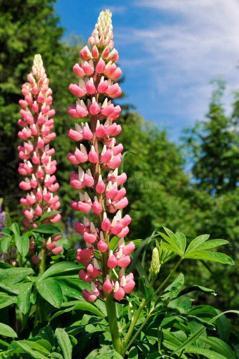 2,565 Lupin Pink White Flower Stock Photos - Free & Royalty-Free Stock ...