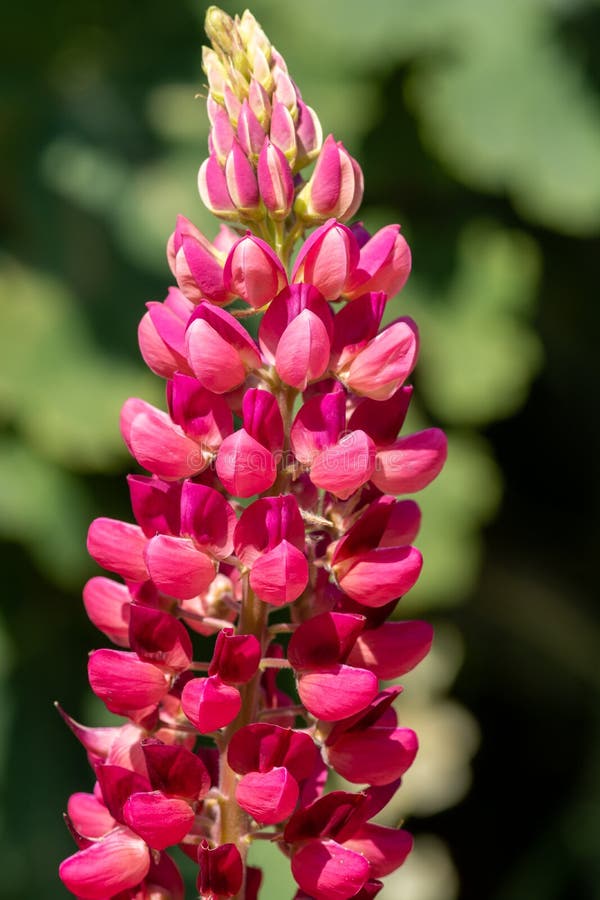 Pink lupin stock photo. Image of botany, background - 189166294