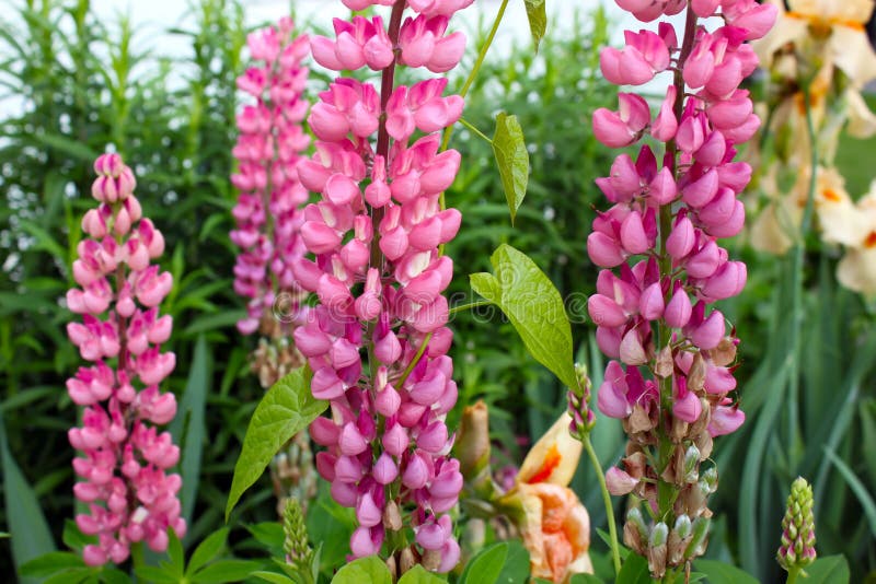 Pink lupin stock photo. Image of elegant, lupin, inflorescence - 77361426
