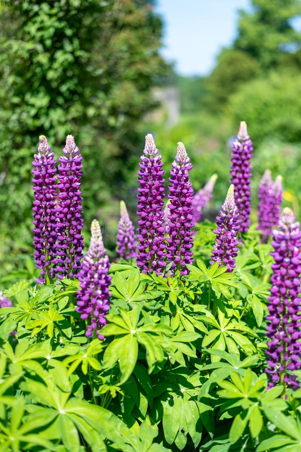 Pink lupin flowers stock image. Image of fresh, flowers - 339854573