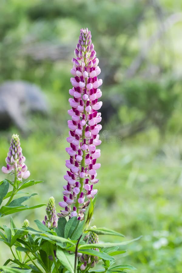 Pink lupine closeup stock photo. Image of lupin, floral - 76451584