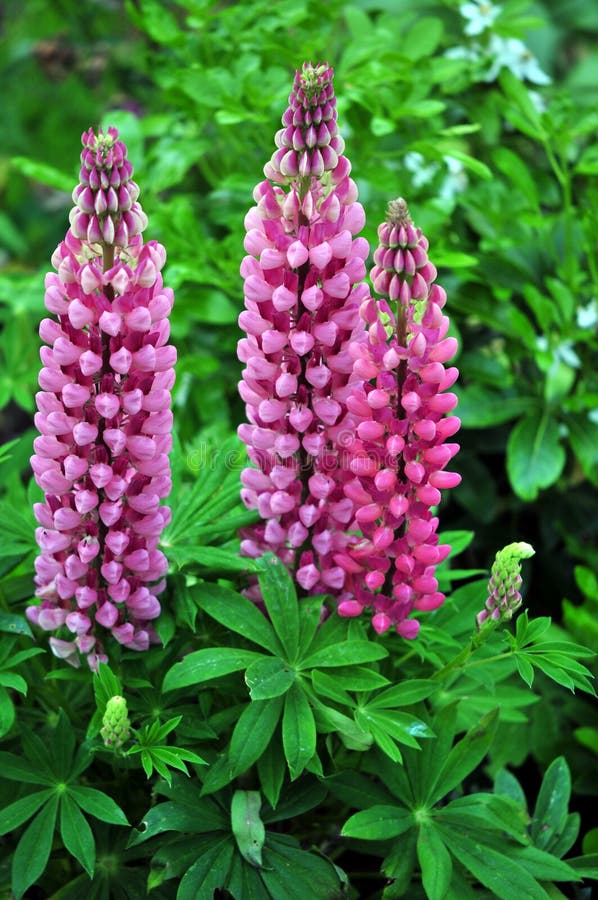 Purple lupin flowers stock image. Image of grow, meadow - 3251239