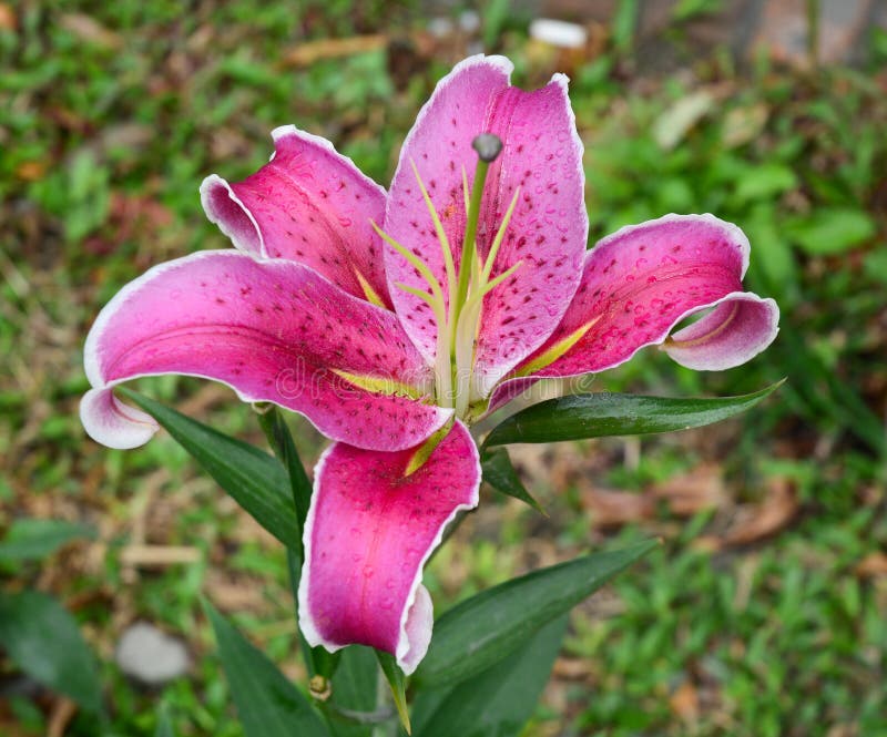 Pink Lys Flower Blooming at the Garden Stock Photo - Image of view ...