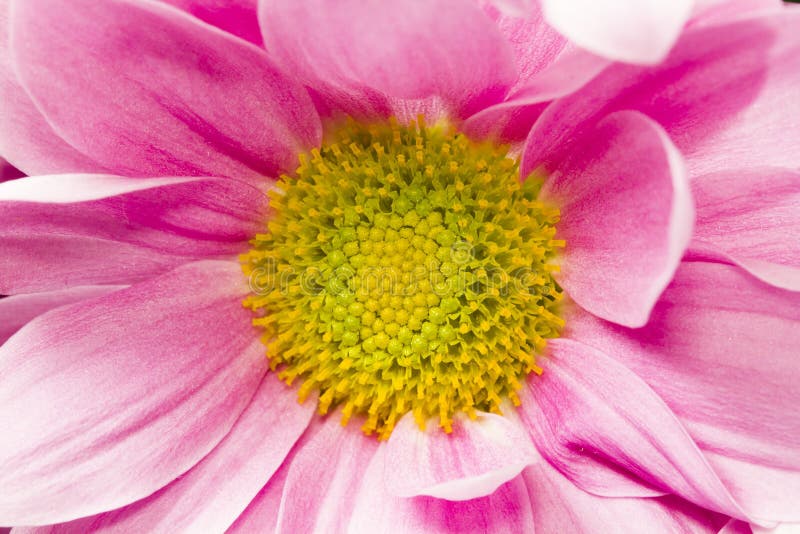 Pink and Magenta Chrysanthemum Flower Stock Photo - Image of green ...
