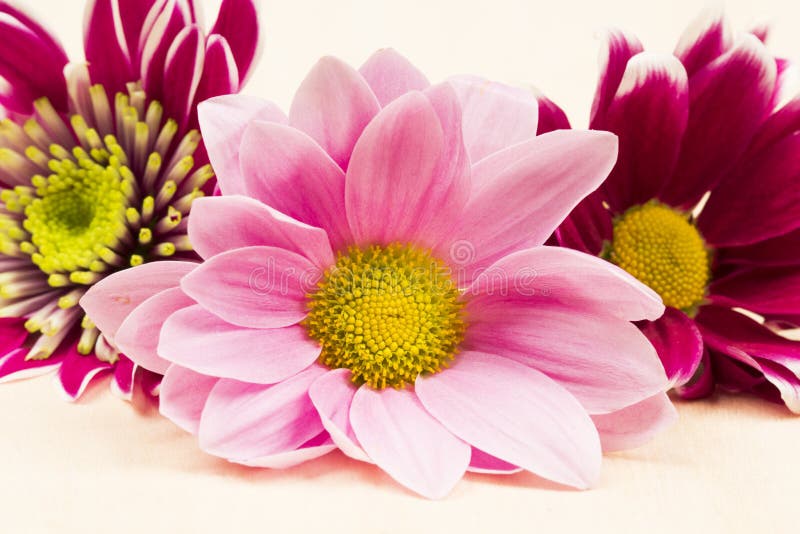 Pink and Magenta Chrysanthemum Flowers Stock Image - Image of purple ...