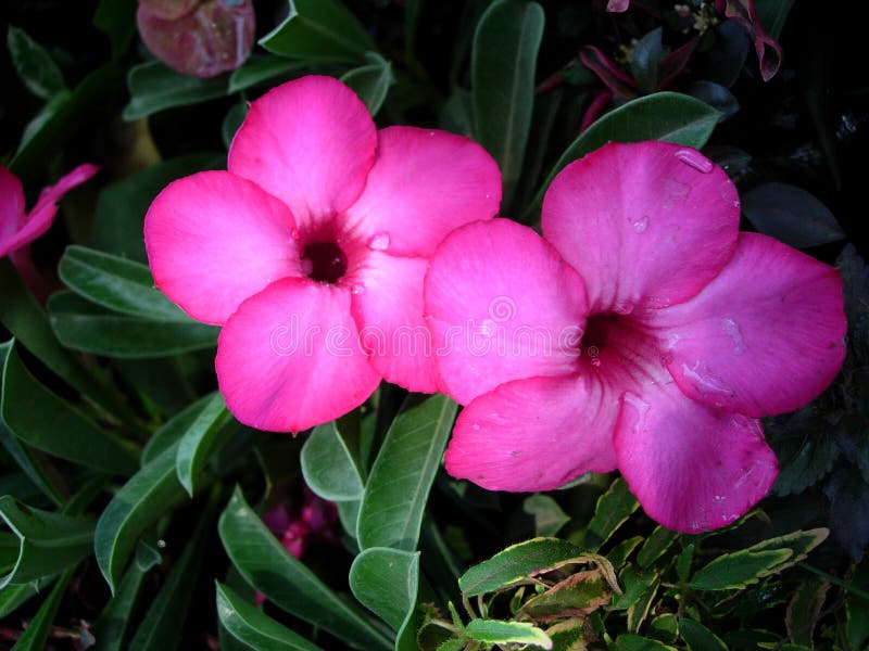 Pink Magic Picture. Image: 534946