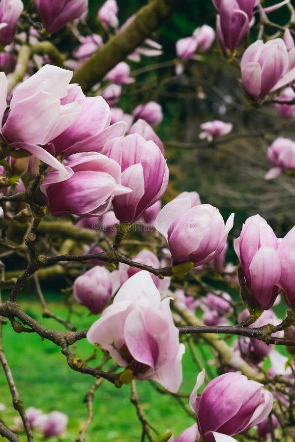 Pink Magnolia Flowers in the Park, Close-up. Floral Background Stock ...