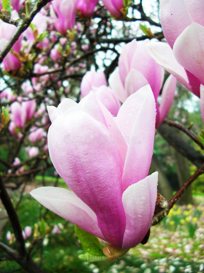 Pink magnolia stock image. Image of leaves, detail, closeup - 4768883