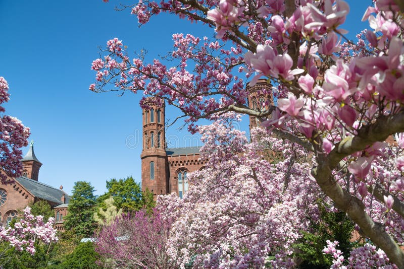 Pink Magnolia Blooming Smithsonian Garden Stock Photos - Free & Royalty ...