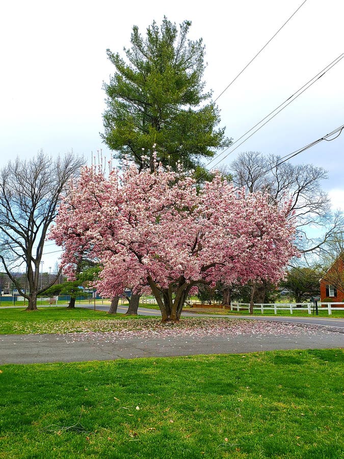 Pink Magnolia Blossom Tree. Magnolia Petals on the Ground Stock Image ...