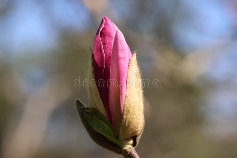 Pink Magnolia Blossoming from a Tree Stock Photo - Image of blooming ...