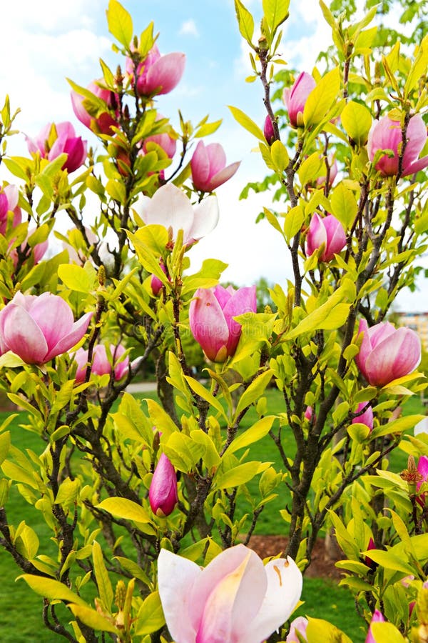 Pink magnolia stock photo. Image of blossoms, flower - 53668086
