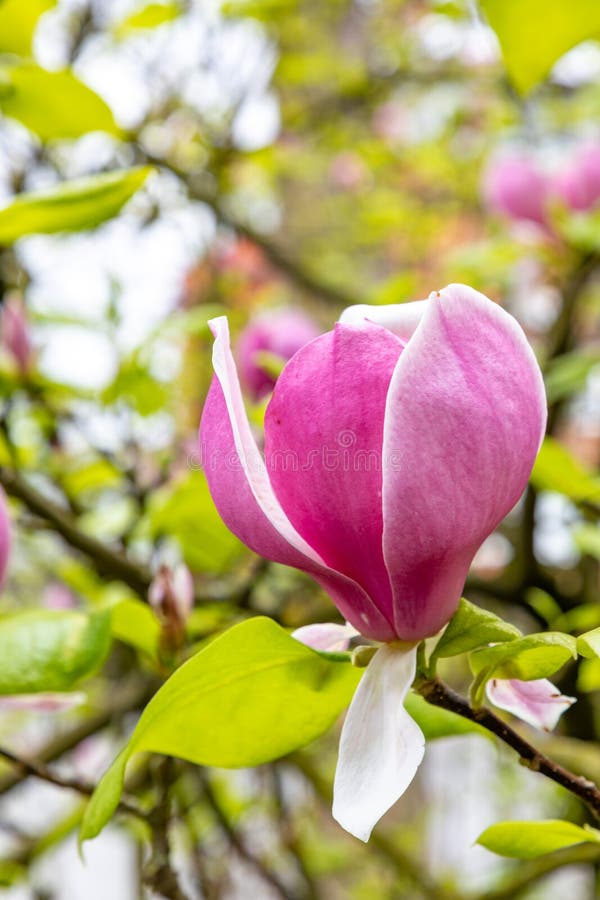 Pink Magnolia Bud in Spring at the Tree Stock Photo - Image of elegant ...