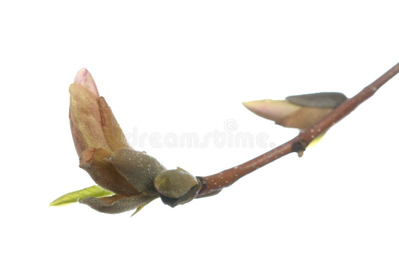 405 Magnolia Bulb Stock Photos - Free & Royalty-Free Stock Photos from ...