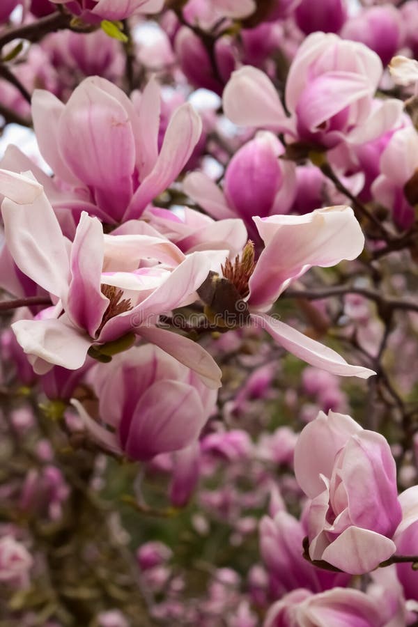 Pink Magnolia Flowers. Spring Flowering. Floral Background Stock Image ...