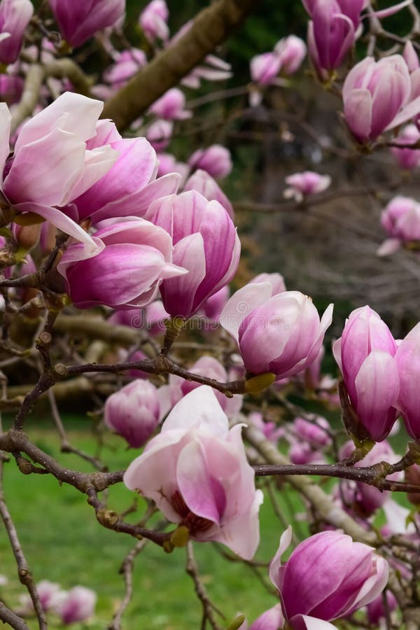 Pink Magnolia Flowers. Spring Flowering. Floral Background Stock Photo ...