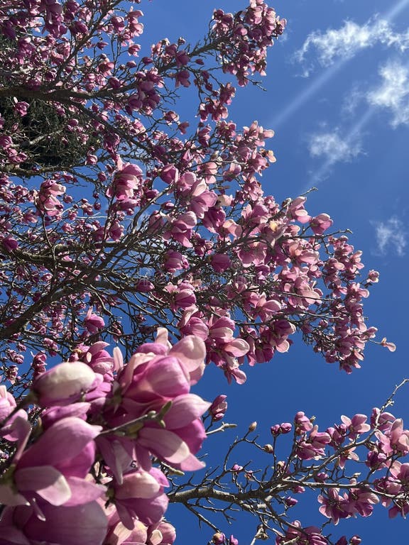 Pink magnolia flowers stock image. Image of spring, pink - 274126897