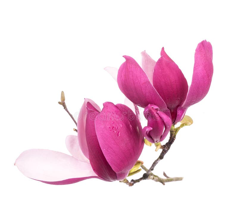 Pink Magnolia Flowers Isolated Stock Photo - Image of outdoor, bloom ...
