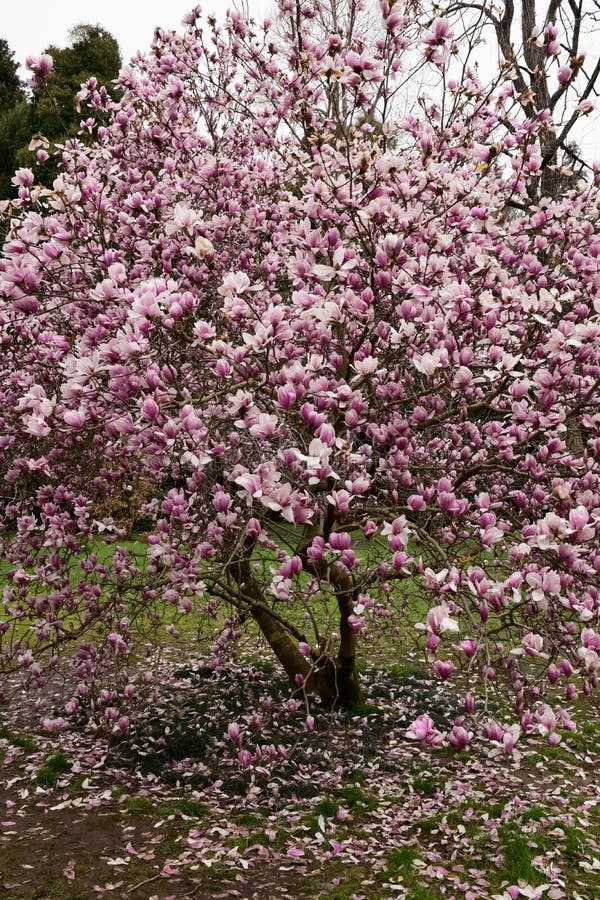 Pink Magnolia Flowers. Spring Flowering. Floral Background Stock Image ...