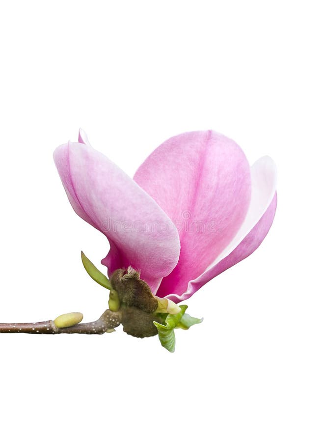 Pink Magnolia on White Background Isolated Stock Photo - Image of petal ...