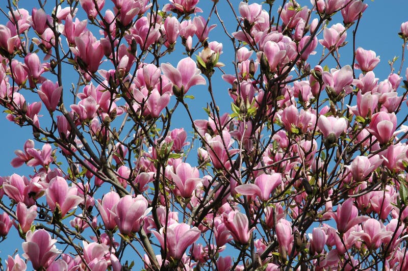 Pink Magnolias Stellata on a Tree Branch in Park in Springtime ...