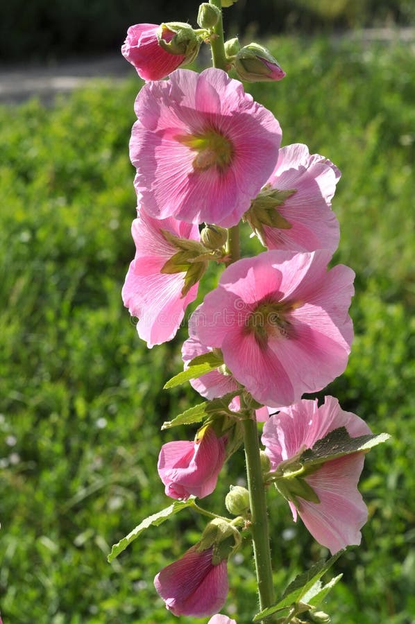 Pink mallow stock photo. Image of mallow, garden, blossom - 39327332