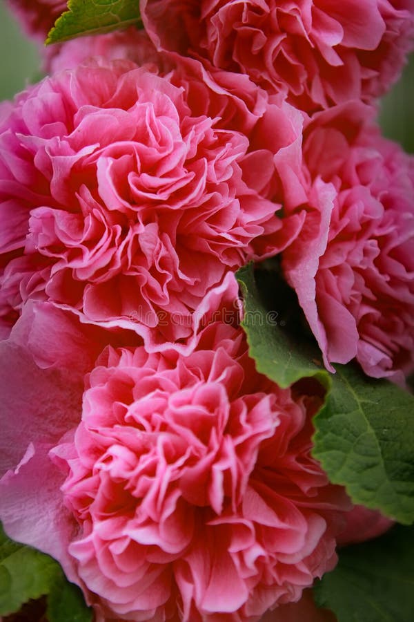 Pink Mallow Blooms Beautifully in the Garden in Summer Stock Photo ...