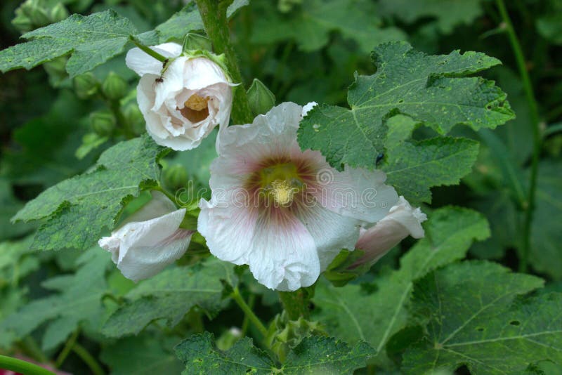 Pink Mallow Flower Pink Flowers in the Garden Stock Photo - Image of ...