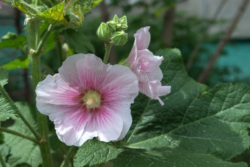 Pink Mallow Flower Pink Flowers in the Garden Stock Image - Image of ...