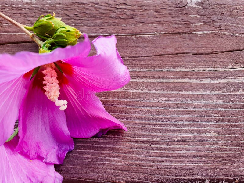 Pink Mallow Flower on Wooden Table. Top View Stock Photo - Image of ...