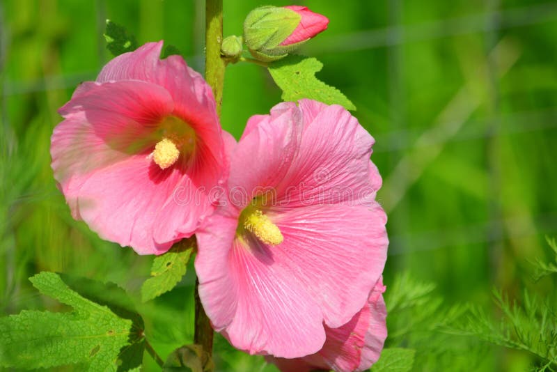 Pink Mallow Flowers Close Up Stock Image - Image of greenery, plants ...