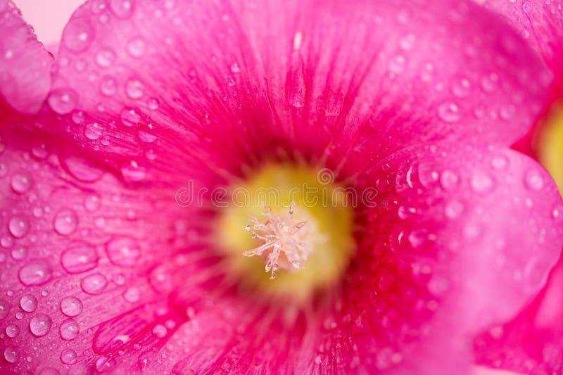 Pink Mallow Flowers in the Sun in Summer. Malvaceae Stock Image - Image ...