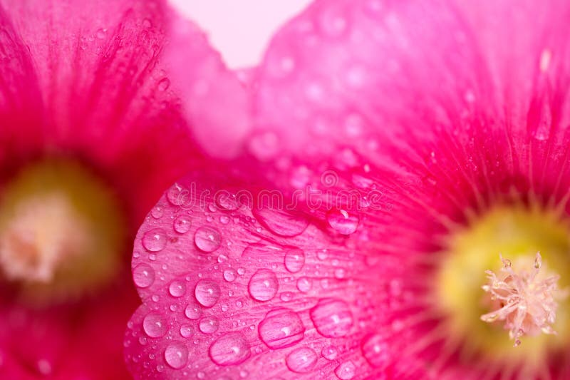 Pink Mallow Flowers in the Sun in Summer. Malvaceae Stock Image - Image ...