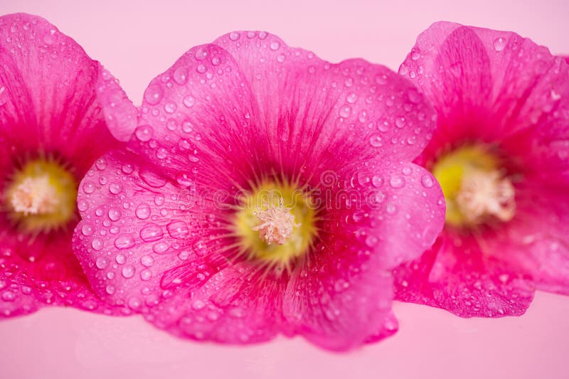 Pink Mallow Flowers in the Sun in Summer. Malvaceae Stock Image - Image ...