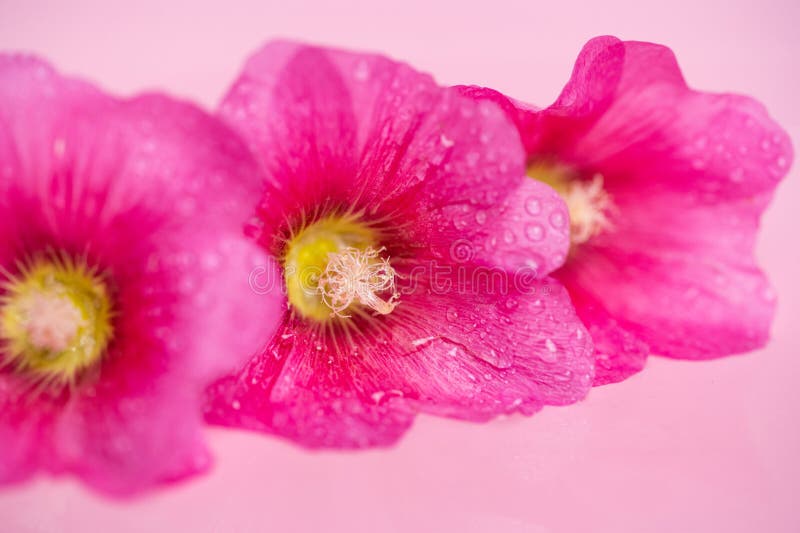 Pink Mallow Flowers in the Sun in Summer. Malvaceae Stock Image - Image ...