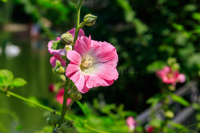 Pink Mallow Flowers in Garden Stock Image - Image of mauve, nature ...