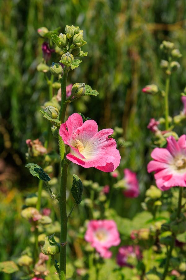 Pink Mallow Flowers in Garden Stock Image - Image of mauve, beautiful ...