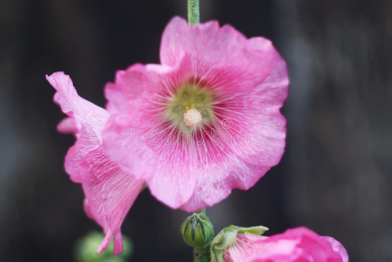 Pink mallow flowers stock photo. Image of close, herb - 91284686
