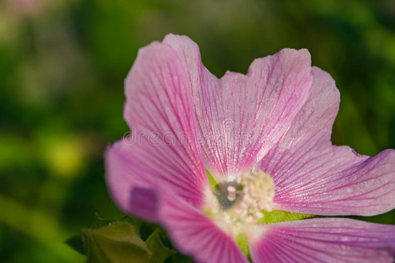 Pink mallow in the garden. stock photo. Image of healthy - 98959674