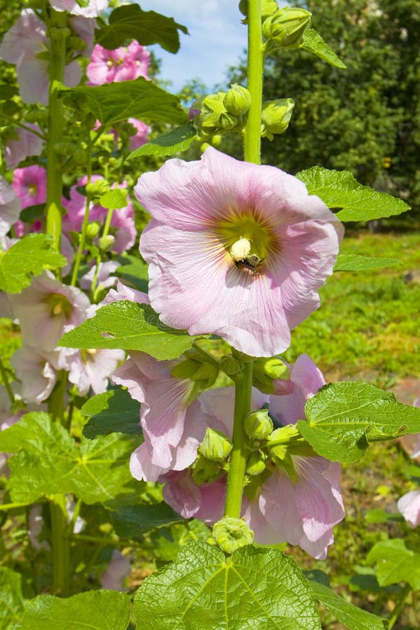 Pink mallow stock photo. Image of flowering, garden, plant - 39426968
