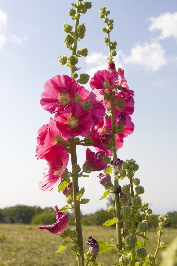 Pink mallows stock photo. Image of flower, flowering - 20793778