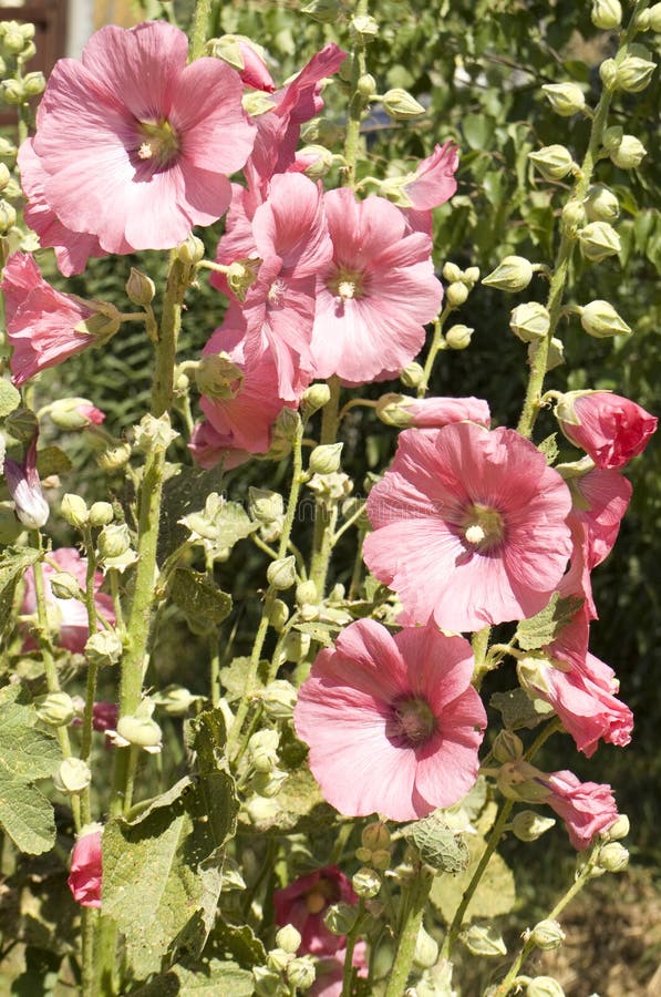 Pink mallows stock photo. Image of flower, flowering - 20793778